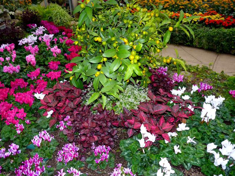 Centennial Park Conservatory