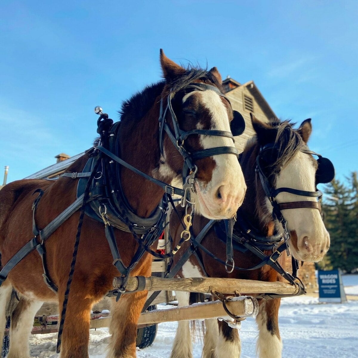 Winter Wagon Rides