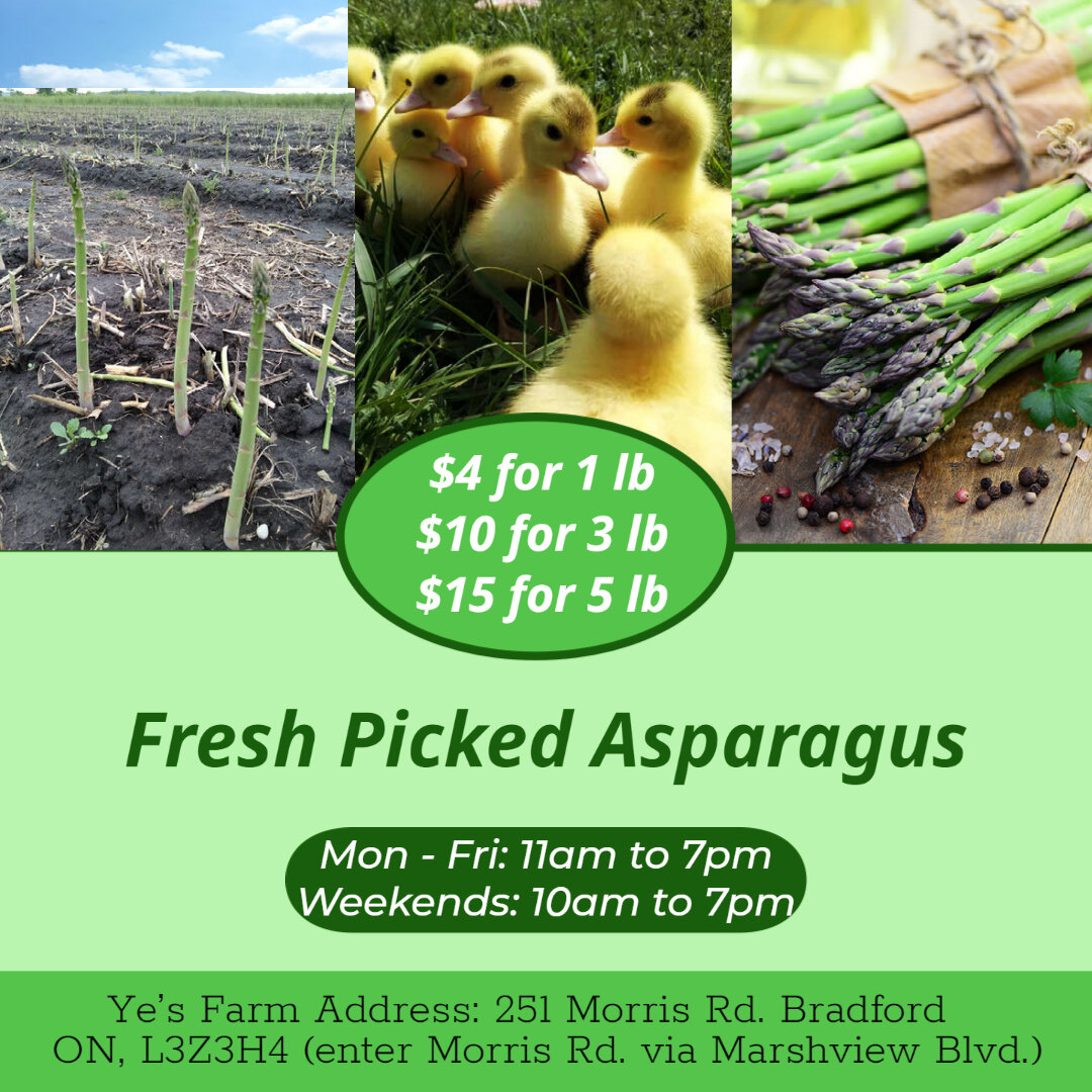 Four Farms Near Toronto to Pick Your Own Asparagus